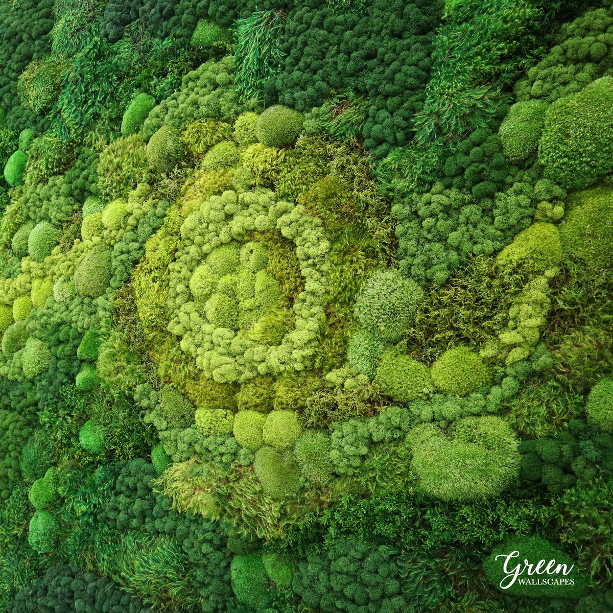 Unleashing Creativity with Preserved Moss Art: Inspiring Ideas and Tec ...