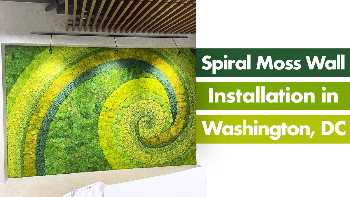 Spiral Moss Wall Installation in Washington, DC - Vlog! – Green Wallscapes