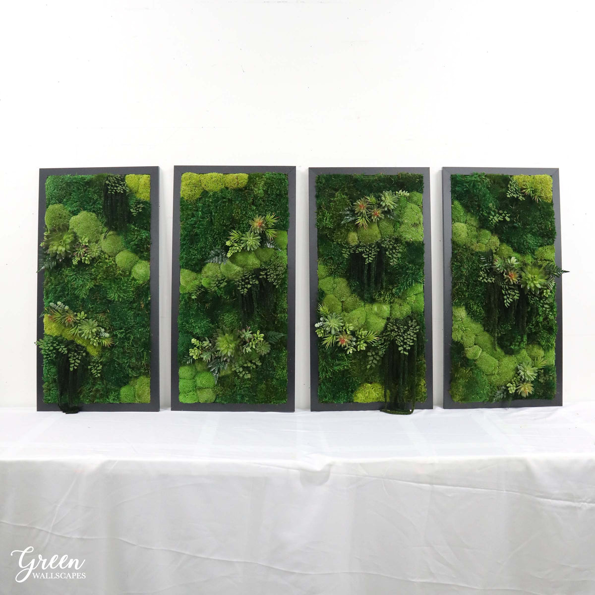 Amazonia Frames - Correlating Succulent and Moss Frames 7377402593470 ...